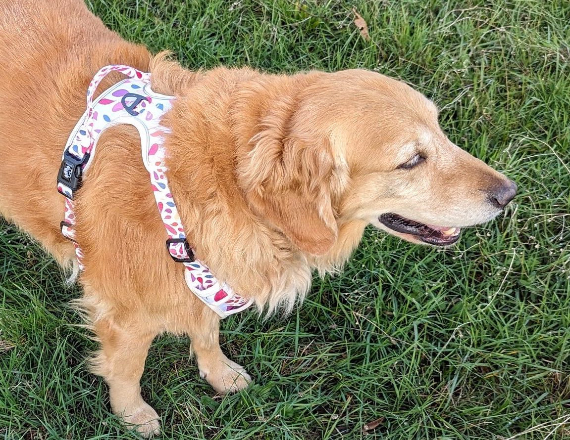 How to get your dog used to a harness, part 2: mistakes to avoid and e ...