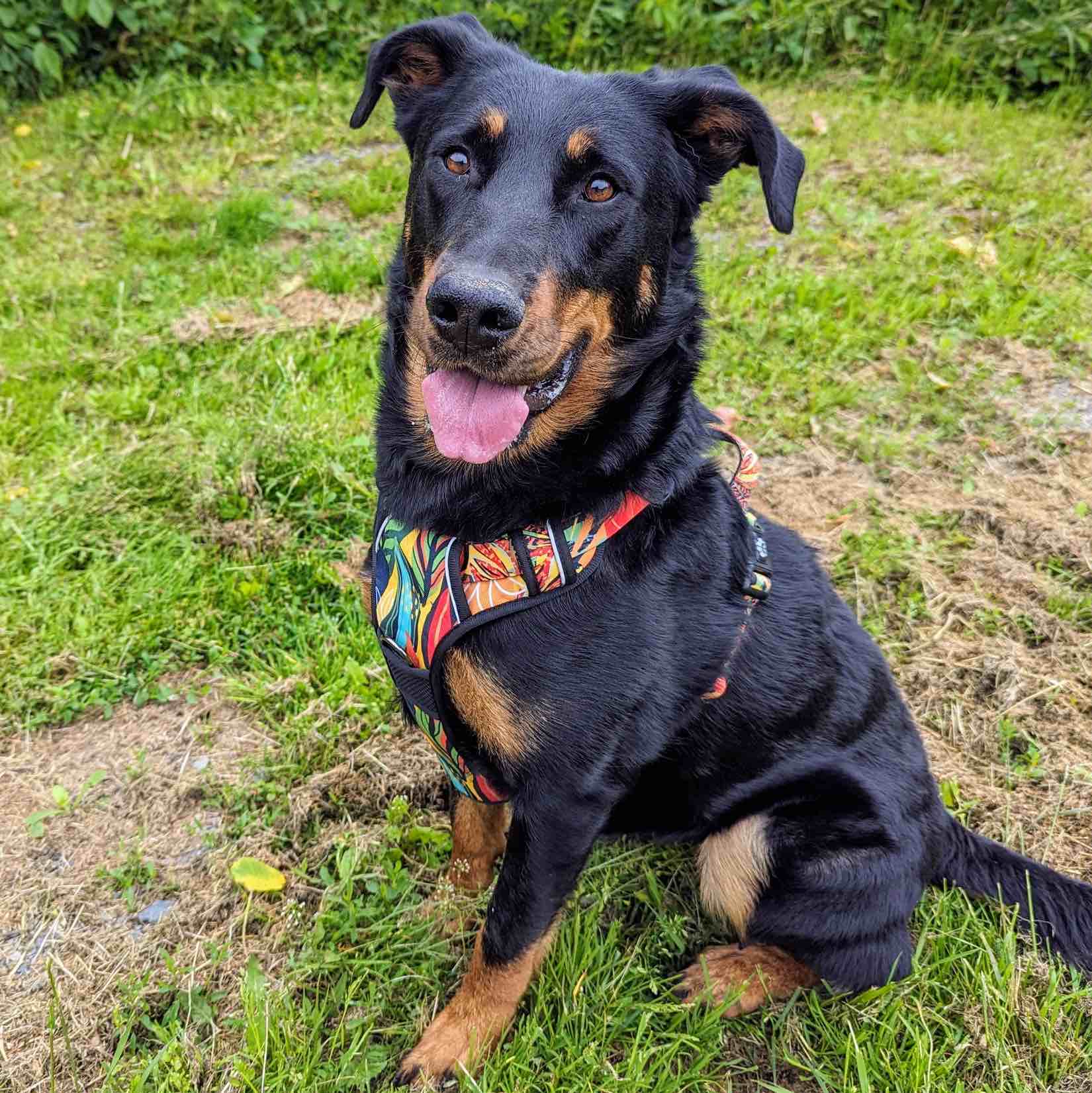 What is a Y-shaped no-pull harness and why is it essential for dog own ...