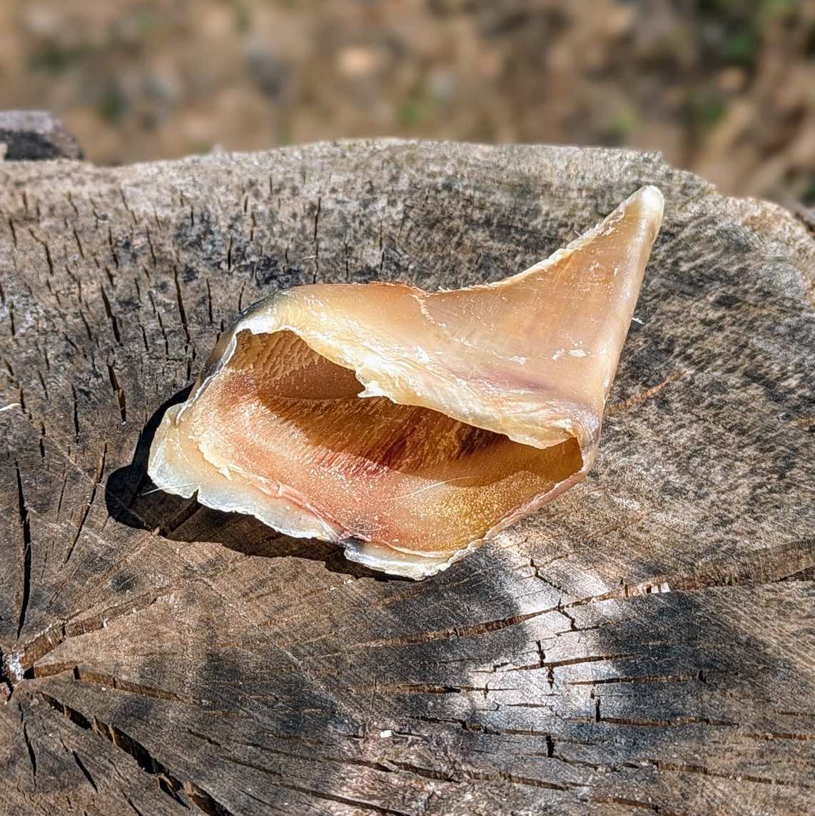 Sabot de boeuf naturel - mastication pour chien – Goofy Goldens